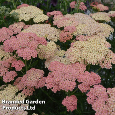 Achillea millefolium Salmon Beauty 1 Litre Potted Plants x 2