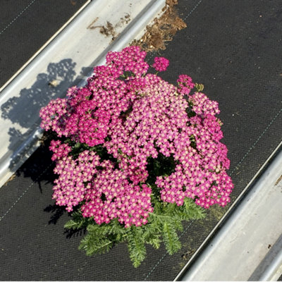 Achillea Milly Rock Rose 2 Litre Potted Plant x 1