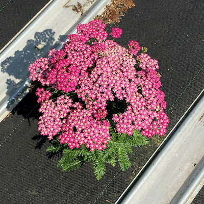 Achillea Milly Rock Rose 2 Litre Potted Plant x 3