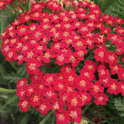 Achillea New Vintage Red - Achillea millefolium, Perennial Herbaceous ...