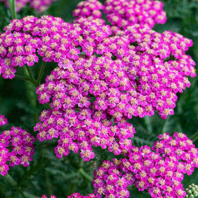 Achillea New Vintage Rose - Achillea millefolium, Perennial Herbaceous ...