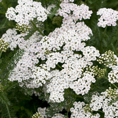 Achillea New Vintage White - Achillea millefolium, Perennial Herbaceous ...