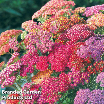 Achillea Summer Berries 9cm Potted Plant x 1 | DIY at B&Q