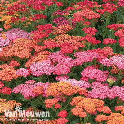 Achillea Summer Berries 9cm Potted Plant x 1