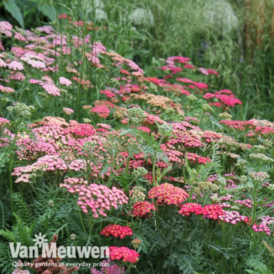 Achillea Summer Berries 9cm Potted Plant x 1