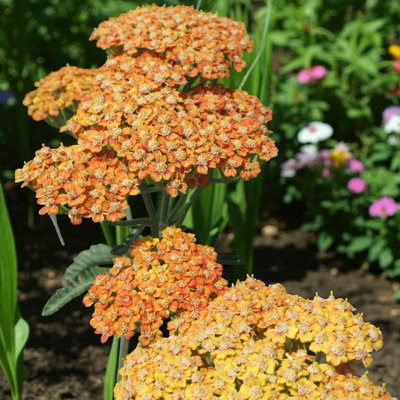 Achillea Terracotta Plant 3 x 9cm Pots - Warm Orange Hardy Perennial ...