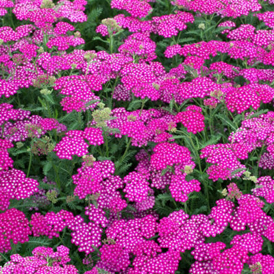 Achillea Vintage Violet - Achillea millefolium, Perennial Herbaceous ...