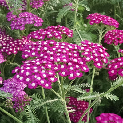 Achillea Vintage Violet - Achillea millefolium, Perennial Herbaceous ...