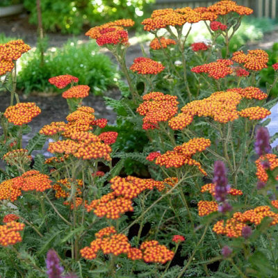 Achillea Walther Funcke Plant 1 x 9cm Pot - Orange Red Hardy Perennial ...