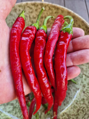 Aci Sivri Chilli Seeds - 10 Fresh Seeds