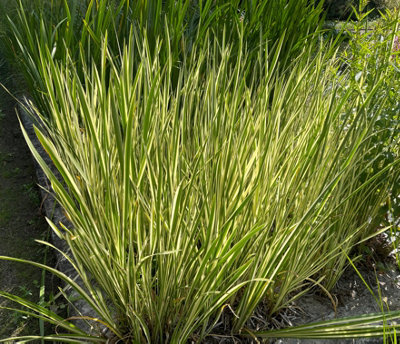 Acorus calamus variegated - 9cm Bareroot - Marginal Aquatic Pond Plant