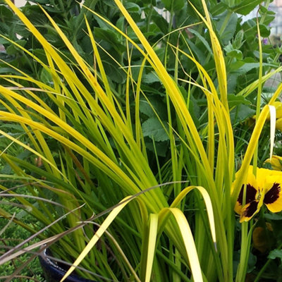 Acorus Golden Delight - Acorus calamus variegatus, Perennial Bog Plant ...