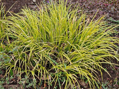 Acorus gramineus Ogon - 3 Litre Bareroot - Marginal Aquatic Pond Plant