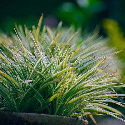 Acorus gramineus 'Pusillus' - 3 Litre Potted - Marginal Aquatic Pond Plant