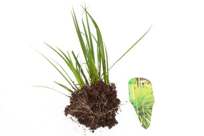ACORUS GRAMINEUS 'PUSILLUS' - 9CM BAREROOT - MARGINAL AQUATIC POND PLANT