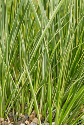 Acorus gramineus Variegatus - 1 Litre Potted - Marginal Aquatic Pond Plant