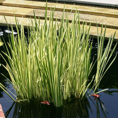 Acorus gramineus 'Variegatus' - Pond Plant in 9cm Pot - Japanese Sweet ...