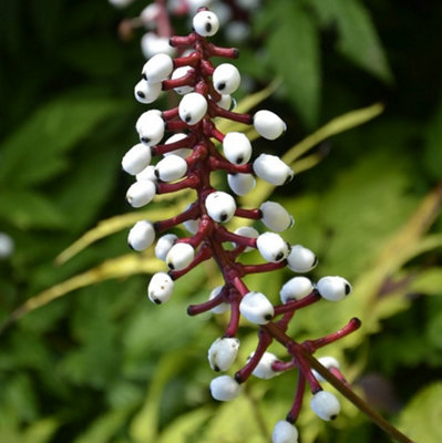 Actaea Misty Blue - Blue-Green Foliage, White Flowers and Berries ...