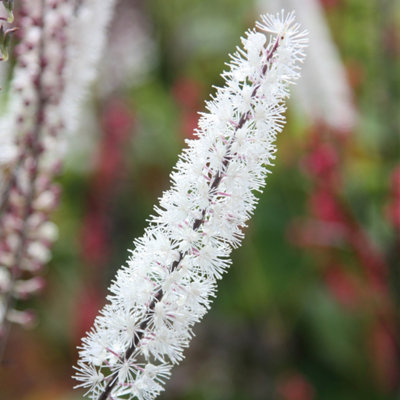 Actaea Simplex Atropurpurea Group Bugbane 9cm Pot Perennial Plant