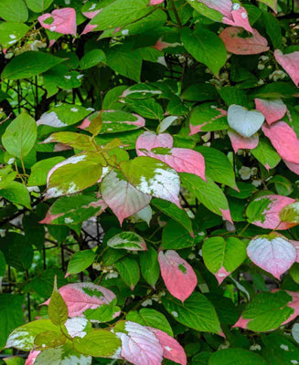 Actinidia Kolomikta - Variegated Hardy Climber 1 x 9cm pot