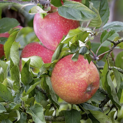 Adams's Pearmain Apple (Malus) Tree - 7Ltr Bareroot
