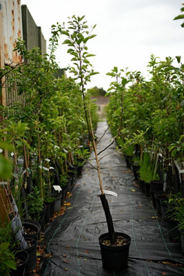 Adams's Pearmain Apple (Malus) Tree - 7Ltr Potted