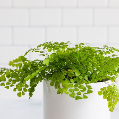 Adiantum raddianum Fragrans in 12cm Pot - Live Maidenhair Fern Indoor Plant