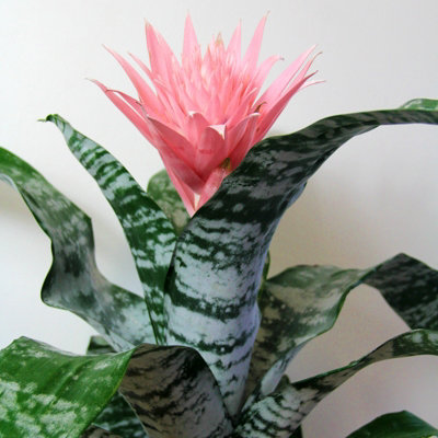 Aechmea fasciata Primera in 15cm Pot - Bromeliad Urn Plant Easy to Care ...