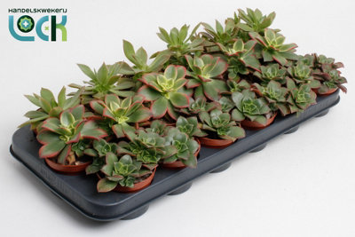 Aeonium Mixed, 508cm Pot Size, 15cm Tall, Mixed Aeonium,Indoor Houseplant