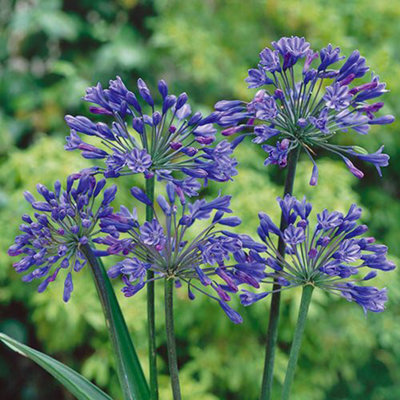 agapanthus-africanus-blue-in-a-5l-pot-diy-at-b-q