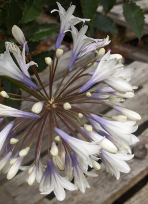AGAPANTHUS AFRICANUS ENIGMA PLUG PLANT