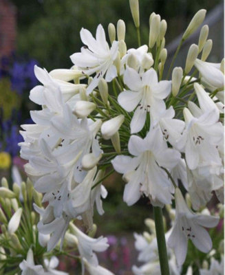 Agapanthus Arctic Star 1 x 9cm pot
