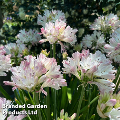Agapanthus Blush Pink 9cm Potted Plant x 2