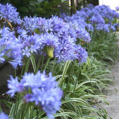 Agapanthus Brilliant Blue - Prolific Flowering, African Lily, Perennial ...