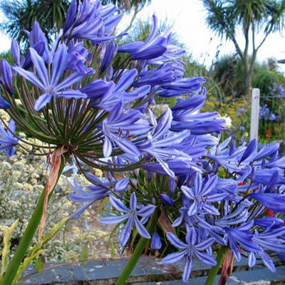 Agapanthus Brilliant Blue - Prolific Flowering, African Lily, Perennial ...