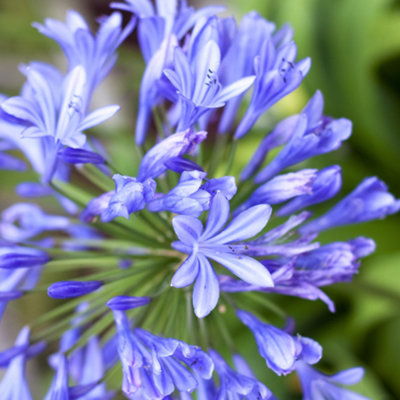 Agapanthus Brilliant Blue - Prolific Flowering, African Lily, Perennial ...