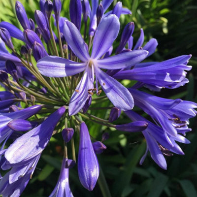 Agapanthus Brilliant Blue - Prolific Flowering, African Lily, Perennial ...
