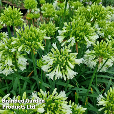 Agapanthus Emerald Ice 9cm Potted Plant x 1
