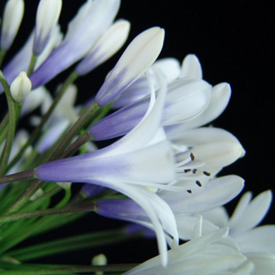 Agapanthus Queen Mum - African Lily, White Flowers, Upright, Hardy (10 ...
