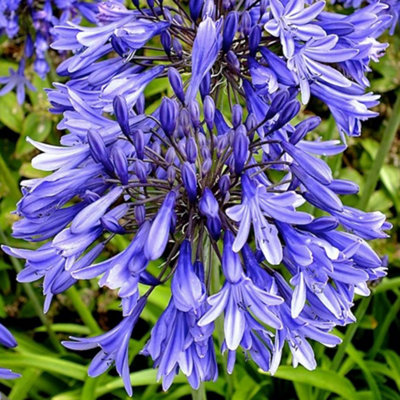 Agapanthus Stardust - Violet-Blue Flowers, African Lily, Hardy (10-20cm ...