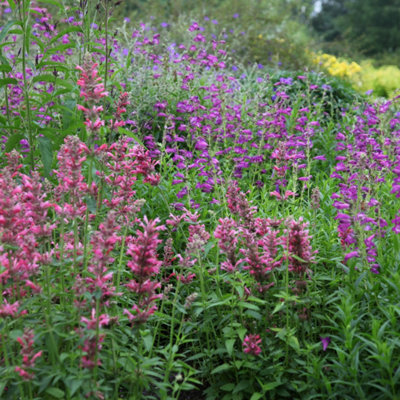 Agastache Red Fortune Mexican Giant Hyssop 9cm Pot Perennial Plant