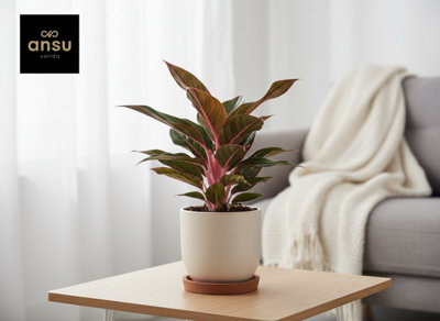 Aglaonema Jungle Red Pot size 12 Cm Height 40 Indoor Houseplant