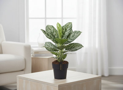 Aglaonema Jungle Silver Pot size 19 Cm Height 60 Indoor Houseplant