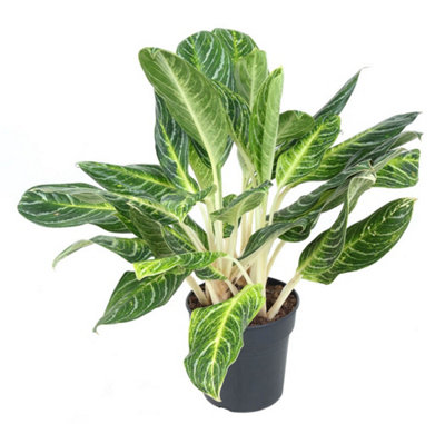 Aglaonema Key Lime, 24cm Pot Size, 70cm Tall, Chinese Evergreen, Indoor ...