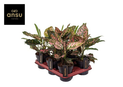 Aglaonema Pink Leopard, 12cm Pot Size, 30cm Tall, Chinese Evergreen ...