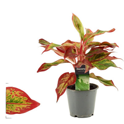 Aglaonema Red Fire, 12cm Pot Size, 30cm Tall, Chinese Evergreen, Indoor ...