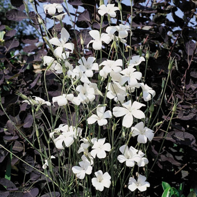 Agrostemma Ocean Pearl 1 Seed Packet (100 Seeds)