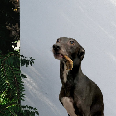 Air Dried Grade B Chicken Feet (1kg) Dog Treat