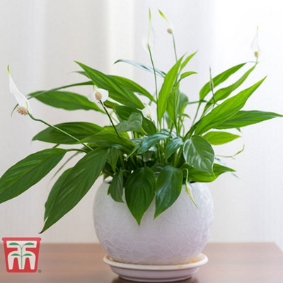 Air Purifying Houseplant Collection - 6 Potted Plants - Snake Plant ...