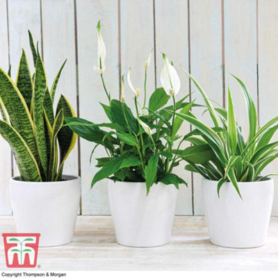 AIR PURIFYING HOUSEPLANT COLLECTION - 6 POTTED PLANTS - SNAKE PLANT ...